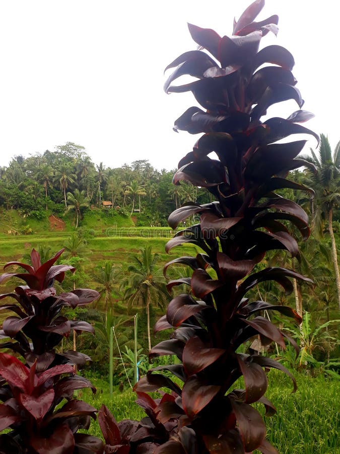 View of Terraced Rice Fields Behind Small Dark Trees Stock Photo ...