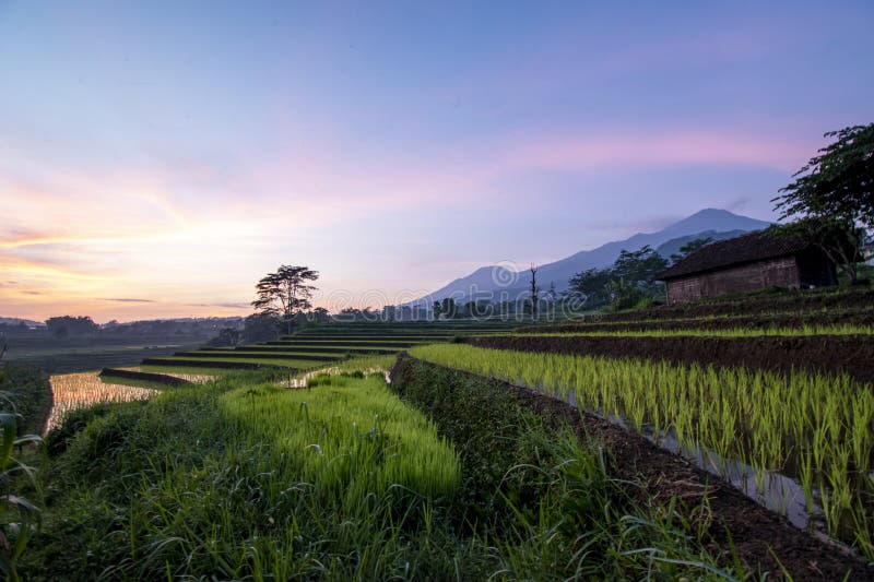 View of Terraced Rice Fields in the Morning Stock Photo - Image of ...