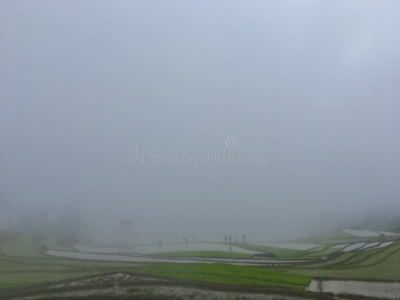 View of Terraced Rice Fields after Rain Stock Photo - Image of ...
