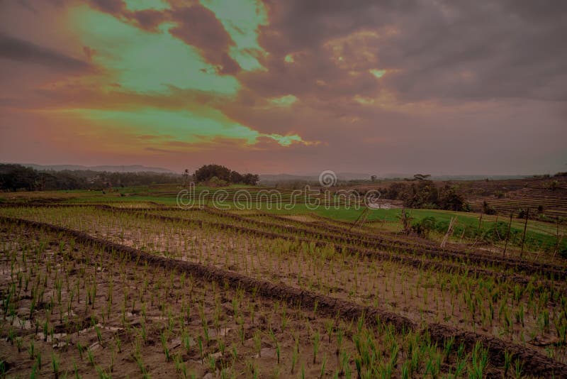 View of the Terraced Rice Fields at Sunset Stock Photo - Image of ...