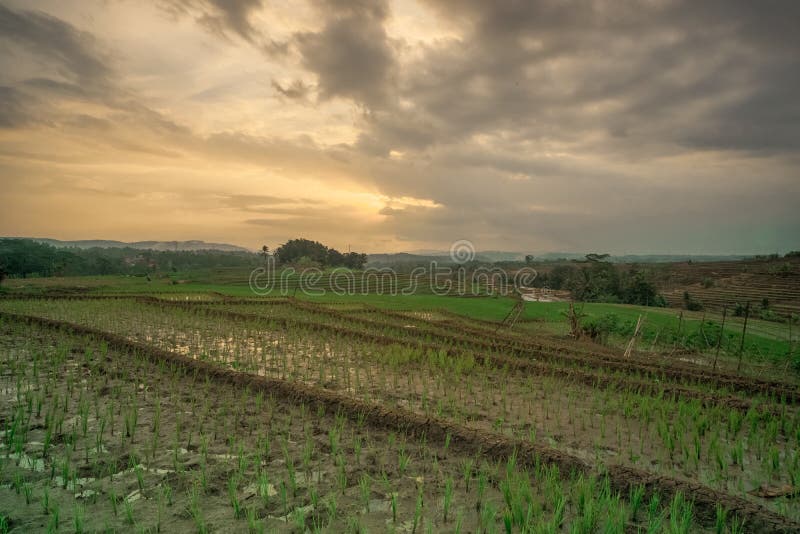 View of Terraced Rice Fields, Mountains and Blue Sky with Clouds of Mae ...
