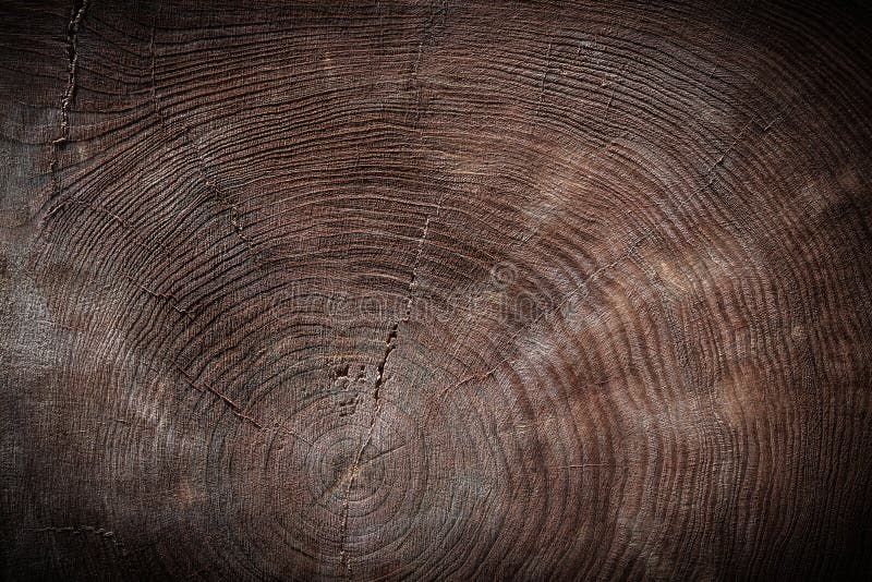 View on Texture Cross Cut Old Tree Trunk Stock Photo - Image of ...