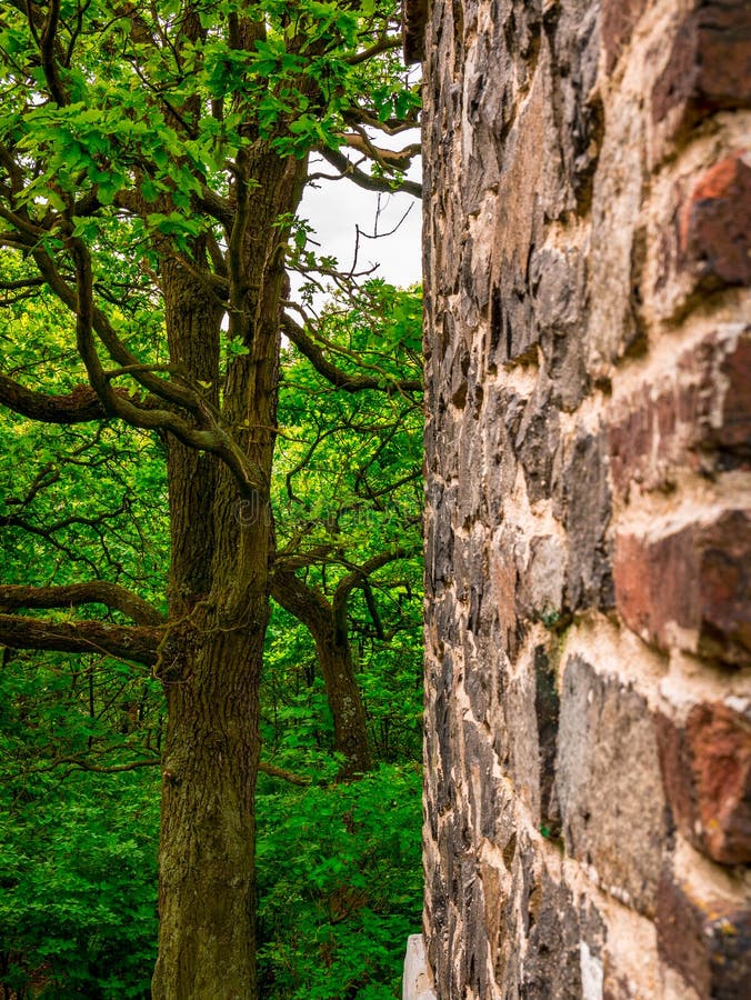 A View of a Thick Deciduous Forest with the Edge of an Old Stone Wall ...