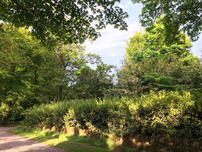 A View of the Thick Green Thickets of the Summer Forest Near the Road ...
