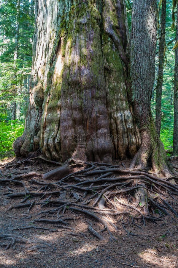 Tree Trunk and Roots 2 stock image. Image of large, growth - 118578719
