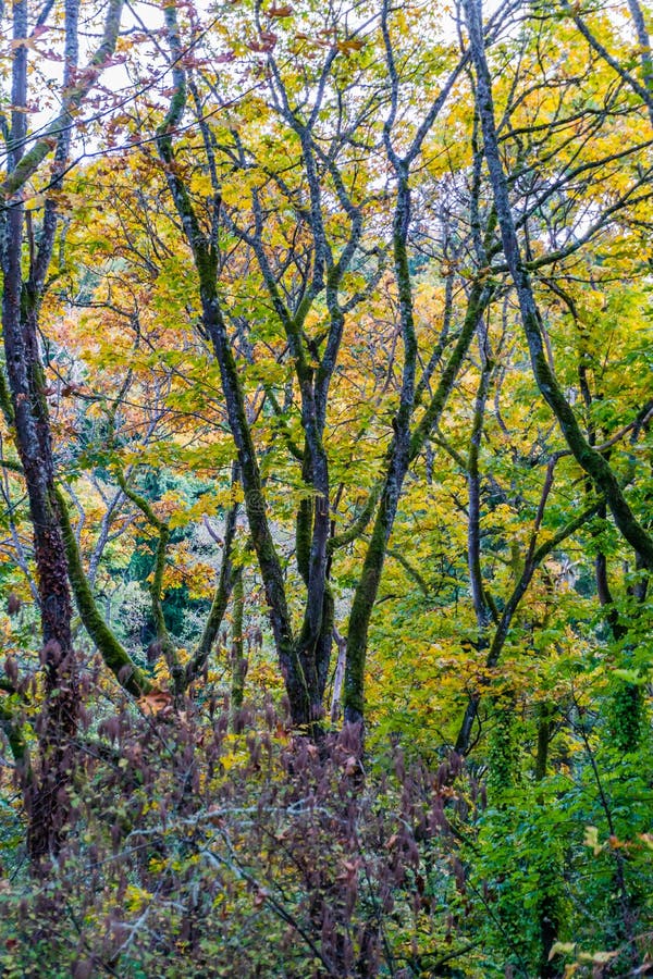 Skinny Autumn Trees 3 stock photo. Image of nature, flora - 166603520