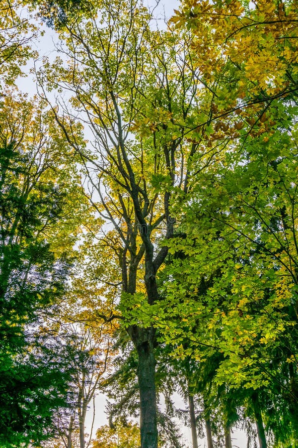 751 Skinny Tall Thin Photos - Free & Royalty-Free Stock Photos from ...