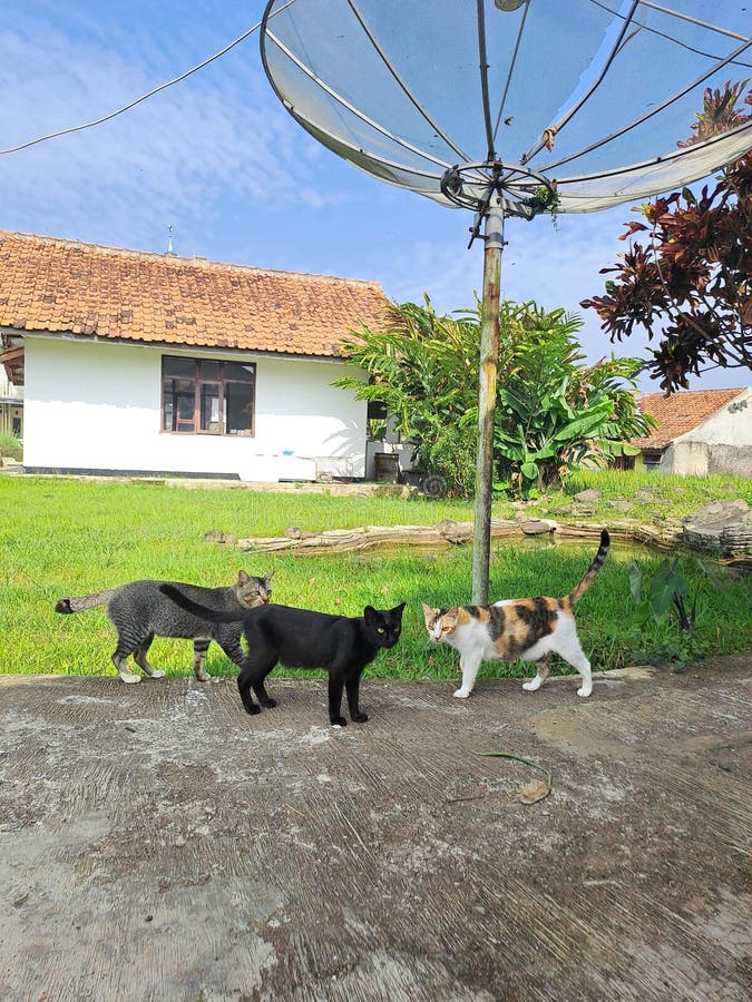A View of Three Cats so Amazing and so Bright Stock Photo - Image of ...