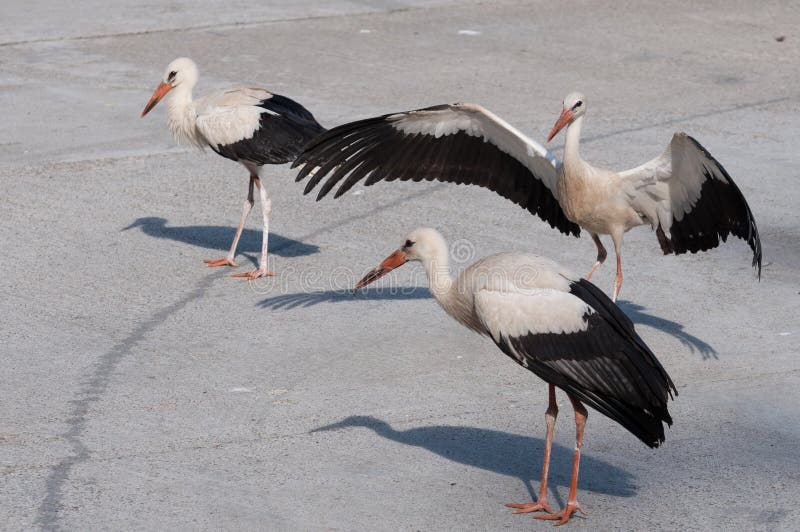 Three Young Storks on the Road Stock Photo - Image of friendly, orange ...