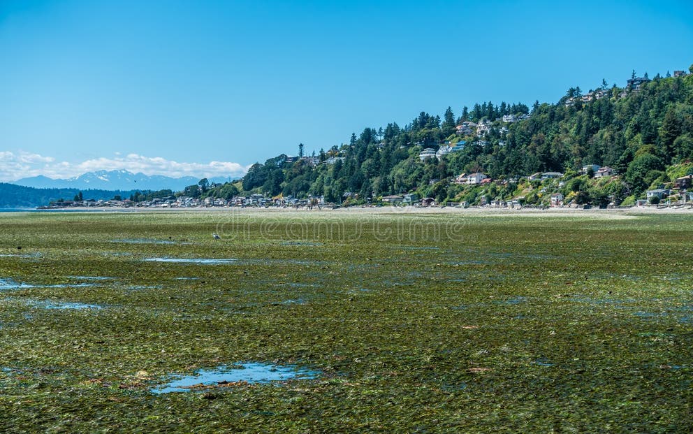 Three Tree Point at Low Tide Stock Photo - Image of ocean, nature ...