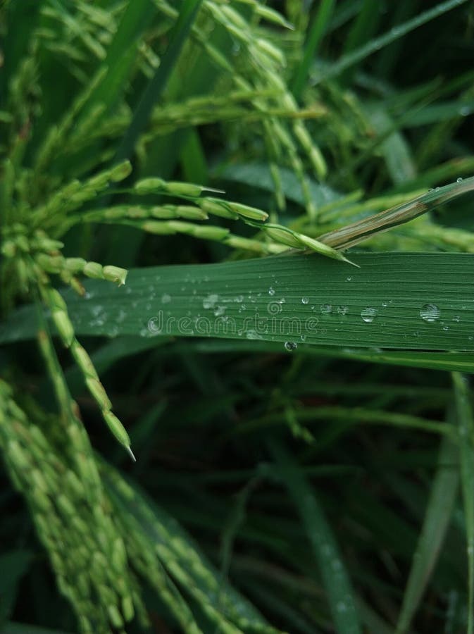 View of Thriving Rice Plants Stock Photo - Image of plants, flower ...