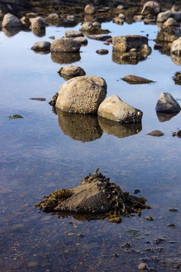 View of a Tidal Pool at Low Tide in Maine in the Summertime Stock Photo ...