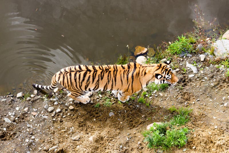 View of the Tiger from Above Stock Photo - Image of water, fauna: 157145194