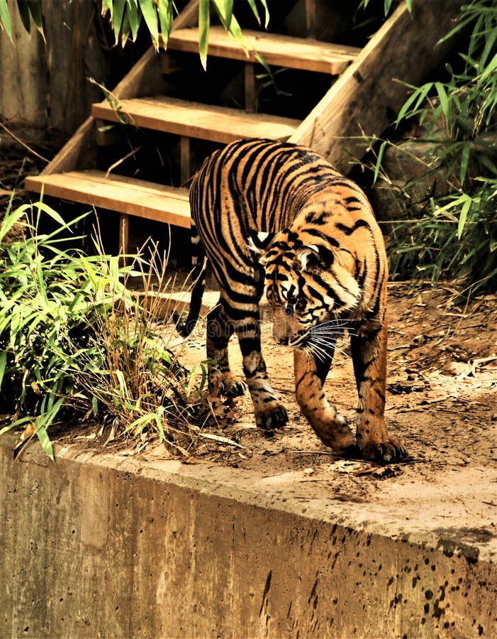 A View of a Tiger Near the Water Stock Photo - Image of outdoor, tigers ...