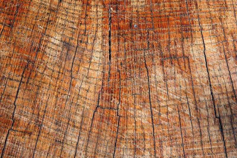 View of timber tree rings stock photo. Image of circle - 6435358