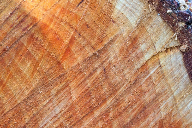 View of timber tree rings stock photo. Image of material - 107465754