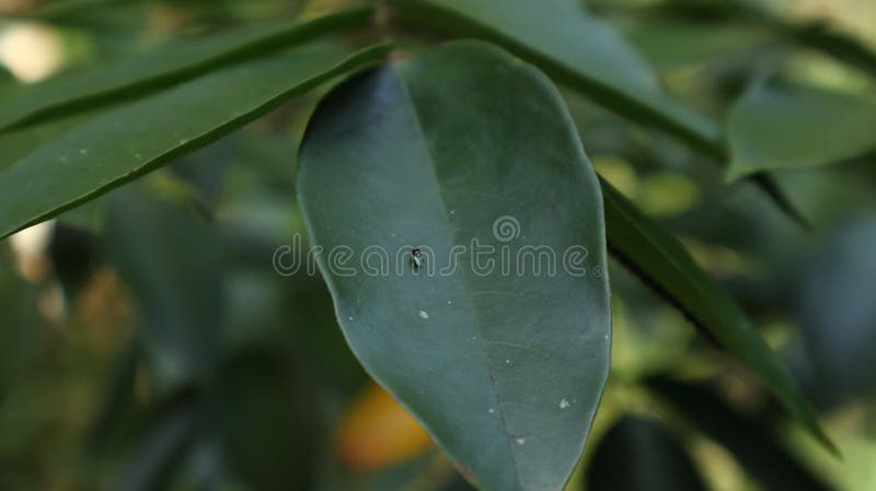 View of a Tiny Black Flying Insect with Red Eyes Resting on Top of a ...