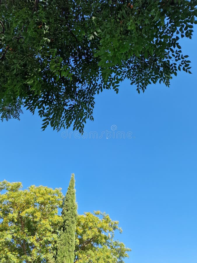 View of a Tiny Moon between Two Trees. Stock Photo - Image of trees ...