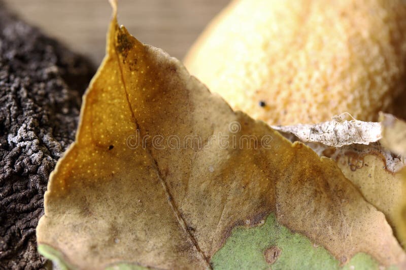 Tip and Edging of a Dry Lemon Leaf. Stock Photo - Image of green, view ...