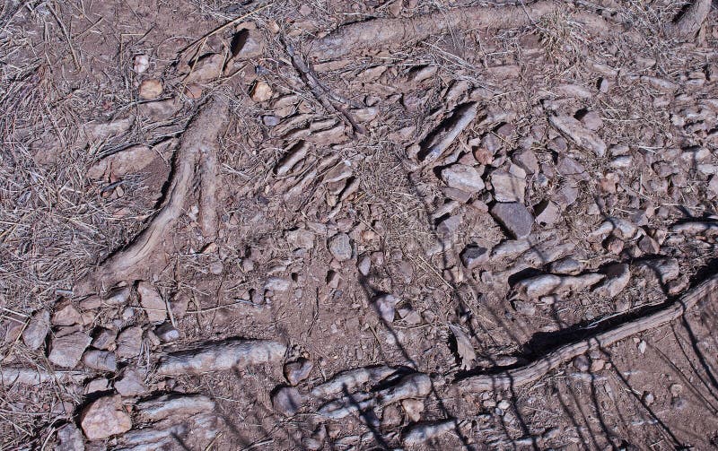 Tips of Rocks and Tree Roots Protruding through the Ground Stock Image ...
