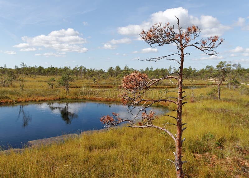 View to the bog. stock photo. Image of pine, landscape - 67165246