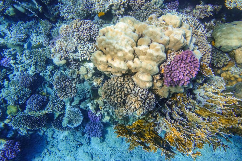 View To Colorful Different Corals and Blue Bottom Stock Photo - Image ...