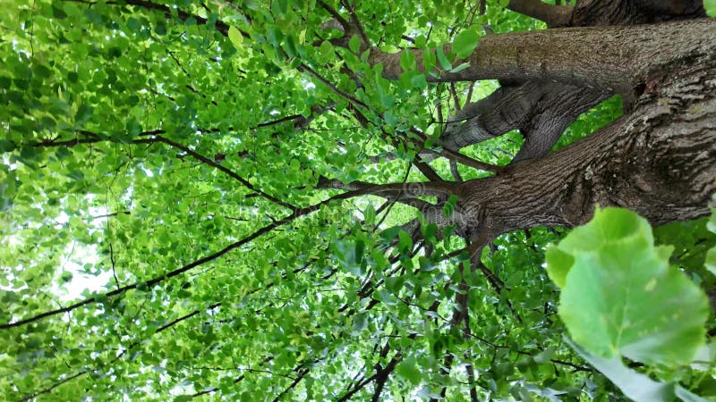 View To the Crown of the Lime Tree. a View into the Canopy of a ...