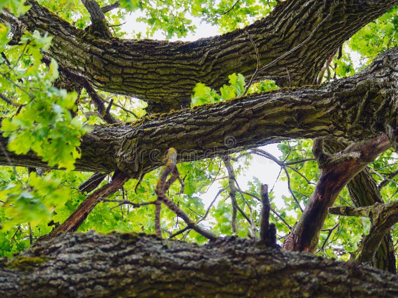 View To the Three Horizontal Oaks Branch with Green Leaves during the ...