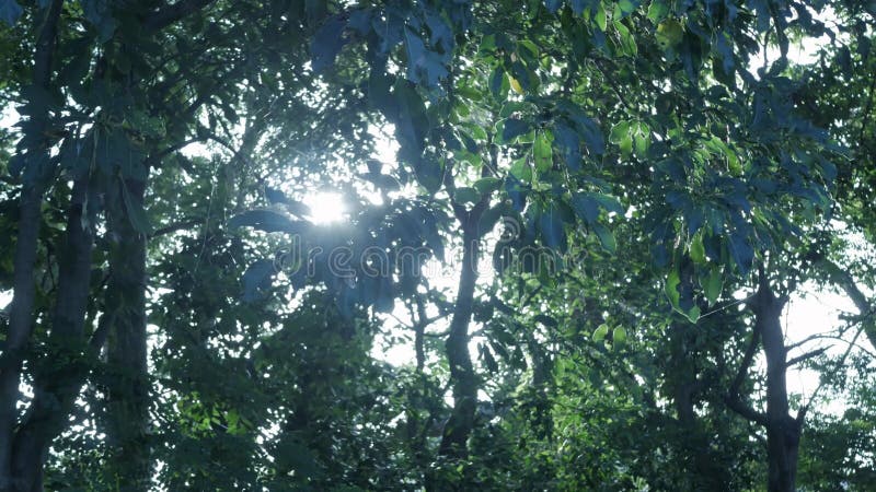 View To the Tree with Sunshine Light through the Tree Leaves Stock ...