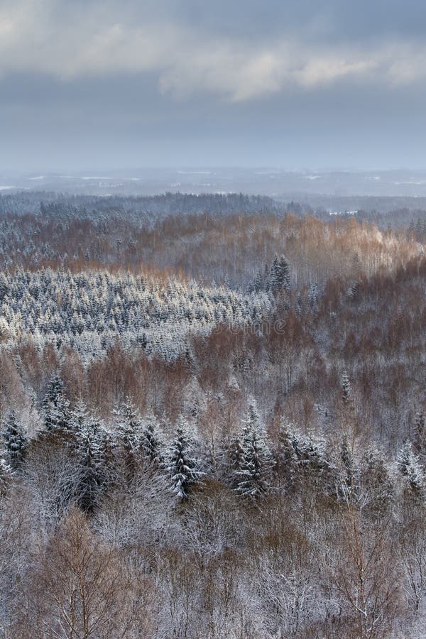 View to wintry forest stock photo. Image of beautiful - 48484308