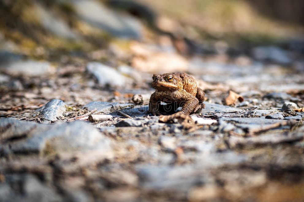 A View of a Toad in the Forest Stock Image - Image of toad, amphibian ...