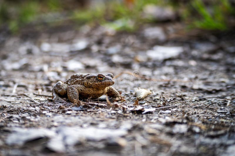 A View of a Toad in the Forest Stock Photo - Image of green, moment ...