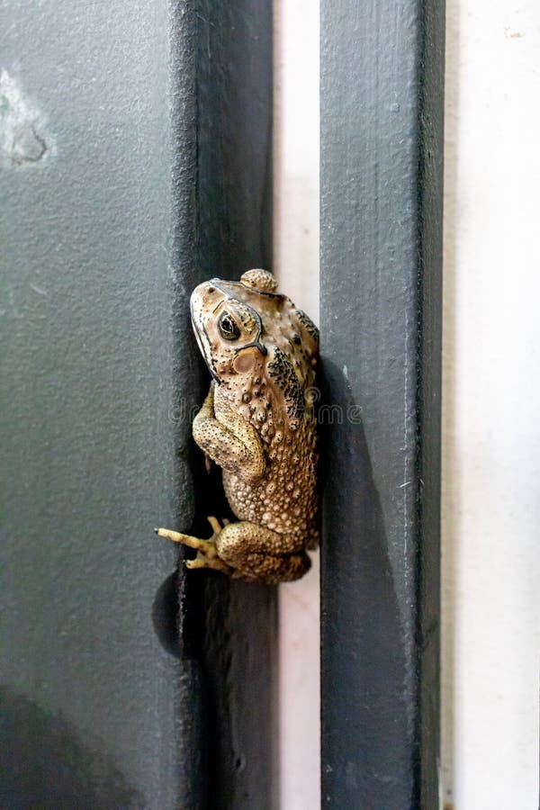 View of Toad Stuck on a Pole, Focus Selective Stock Photo - Image of ...