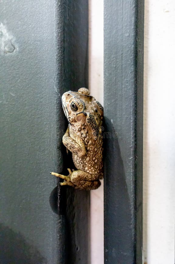 View of Toad Stuck on a Pole, Focus Selective Stock Photo - Image of ...