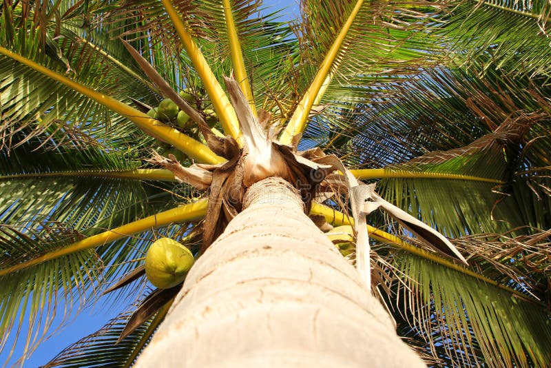 The View of the Top Coconut Tree Stock Image - Image of beauty, cloud ...