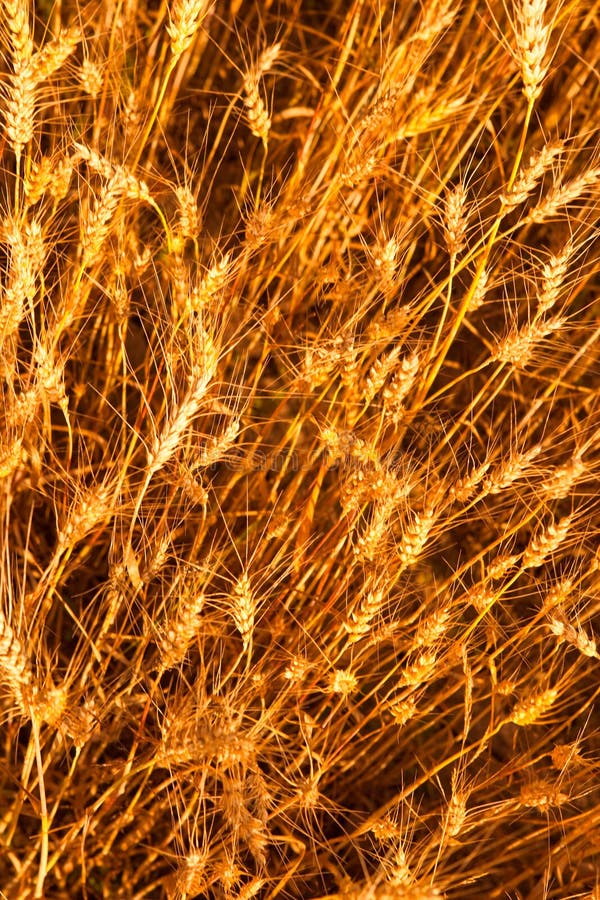 Yellow Wheat Field Against the Blue Sky. Stock Photo - Image of nature ...