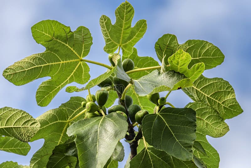 View of the Top of a Fig Tree with Figs Growing, Which are Not yet Ripe ...