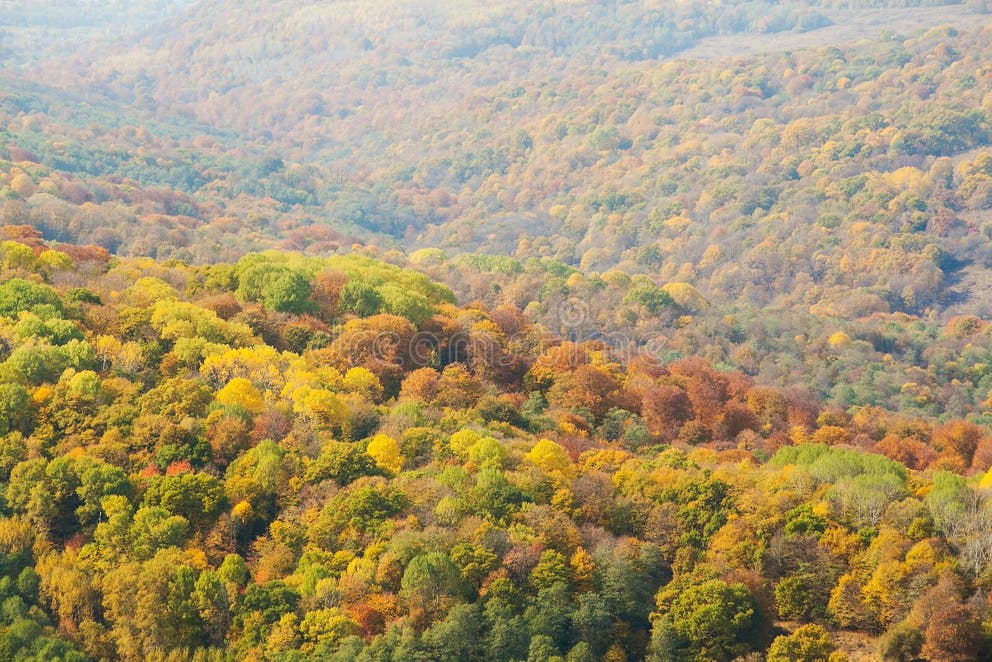 View from the Top of Forest Stock Image - Image of golden, pines: 106382539