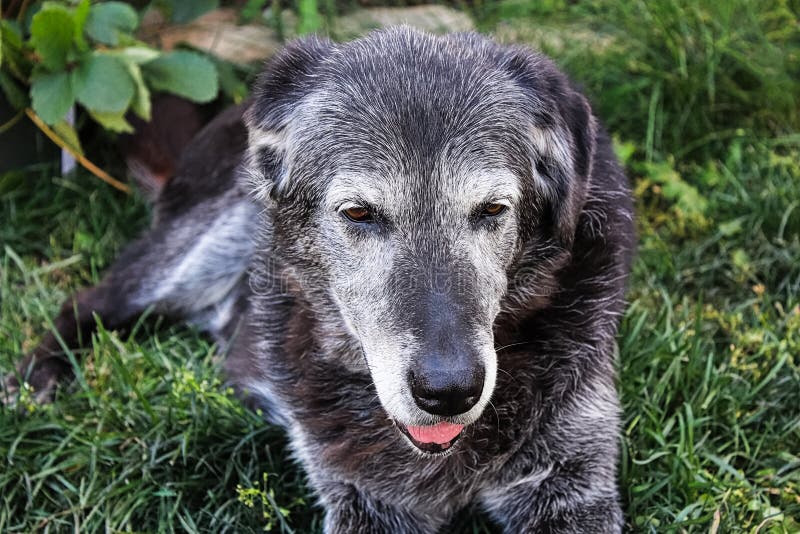 View of the Top of a Old Dogs Face Stock Image - Image of elderly ...