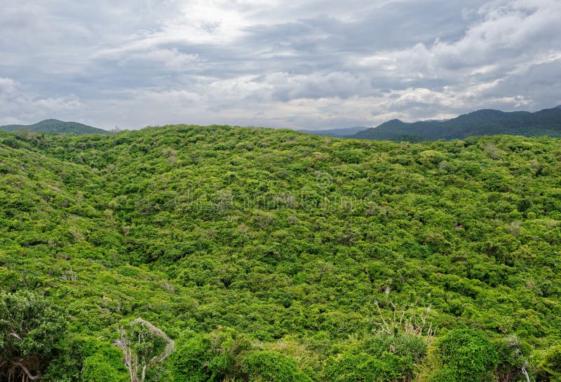 View from the Top on the Rain Forest Stock Photo - Image of mountain ...