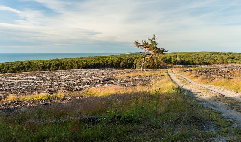View from the Top of the Sandy Dune Stock Image - Image of forest ...