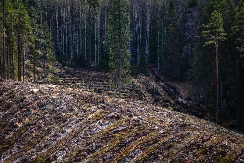View from Top To Forest Clearing Stock Photo - Image of place, clearing ...