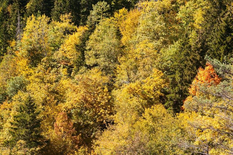 Yellow trees in the fall stock image. Image of remote - 105445085