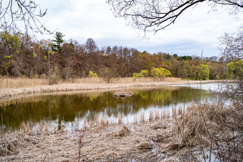 View of Topham Pond at Eglinton Flats in Toronto Stock Image - Image of ...