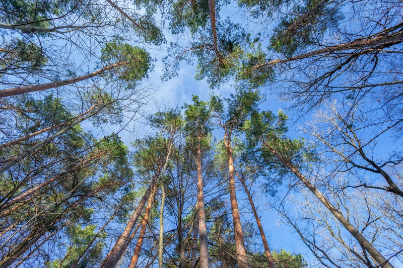 The Tops of Pine Trees on a Background of Clear Blue Sky Stock Photo ...