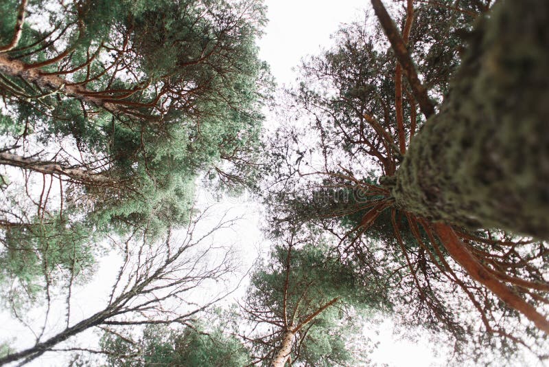 View of the Tops of the Pine Trees in Winter Forest from the Ground ...