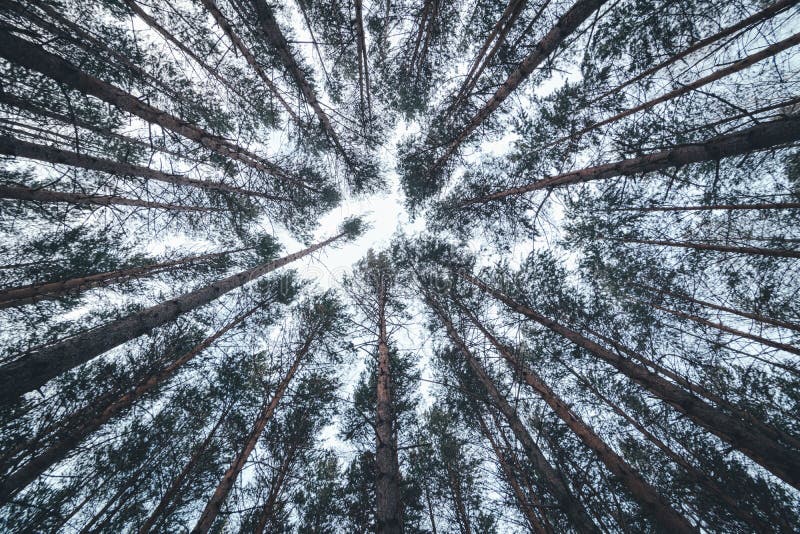 View of the Tops of the Pine Trees in Winter Forest from the Ground ...