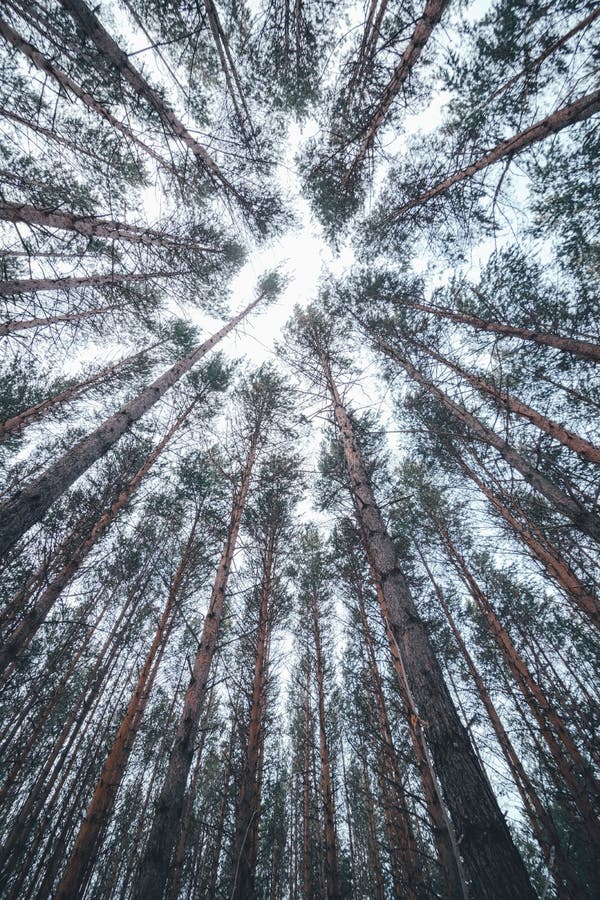View of the Tops of the Pine Trees in Winter Forest from the Ground ...