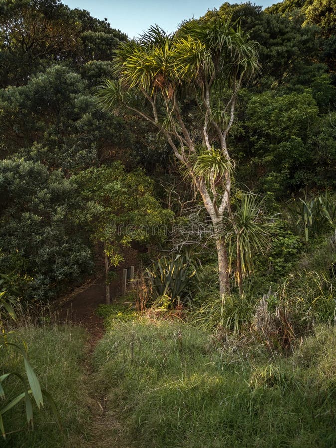 Cabbage tree stock photo. Image of pretty, colorful - 186855800