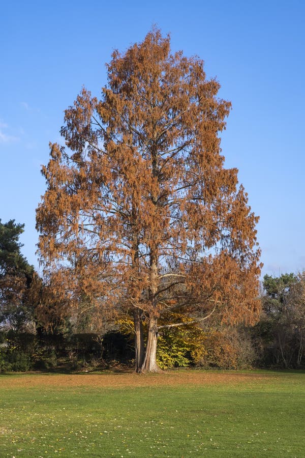 A Single Free Standing Tree in Autumn Stock Photo - Image of germany ...